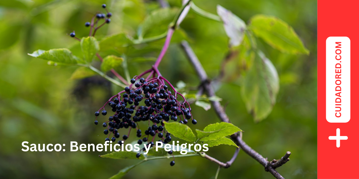 Sauco: Beneficios y Peligros - cuidadored