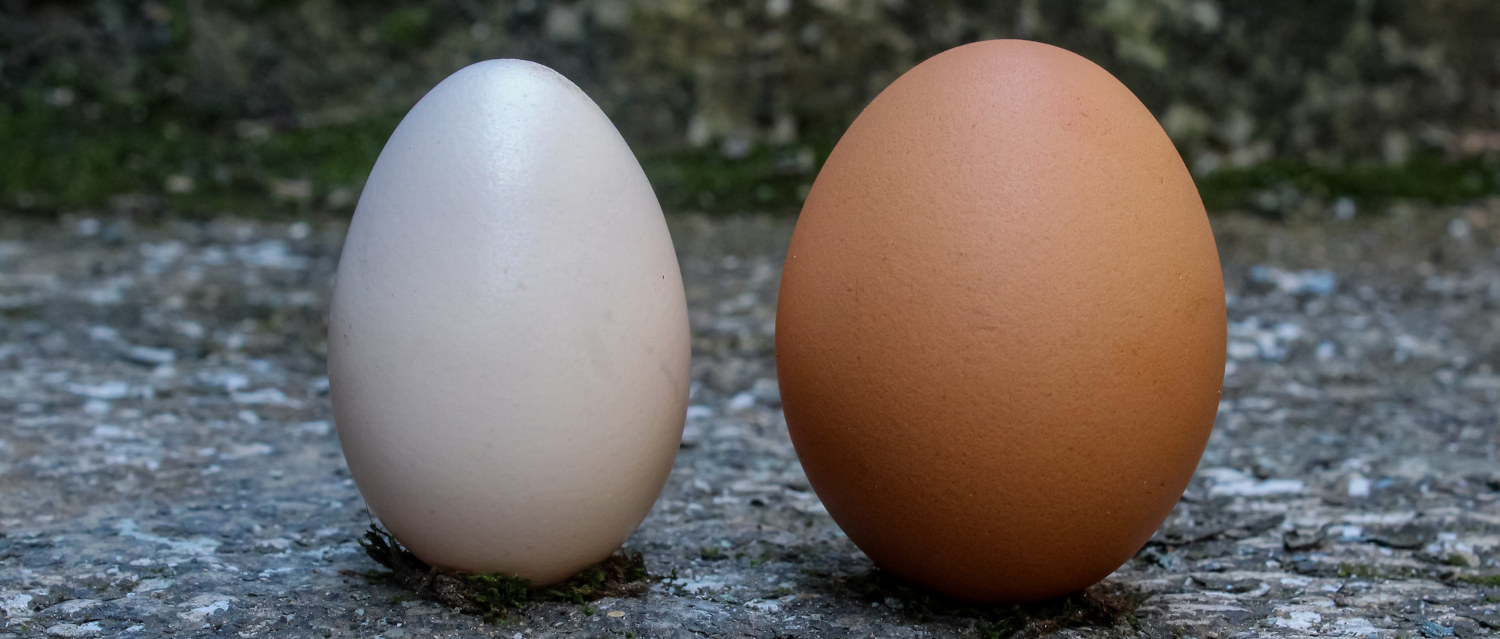 4 Maneras Sencillas de Saber Si un Huevo Está Bueno o Malo - cuidadored