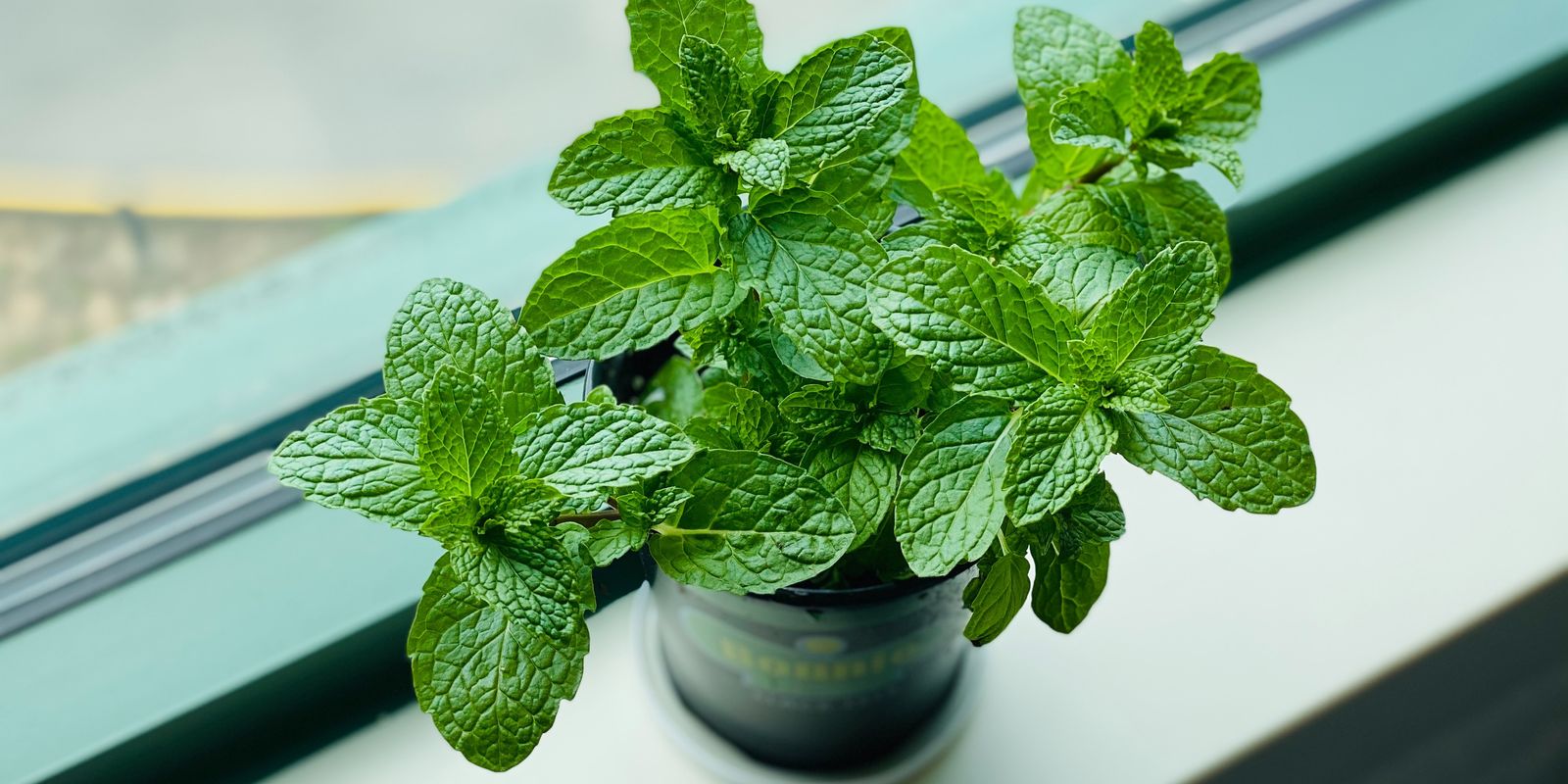 Beneficios Respaldados por la Ciencia del Té de Menta y Sus Extractos ...